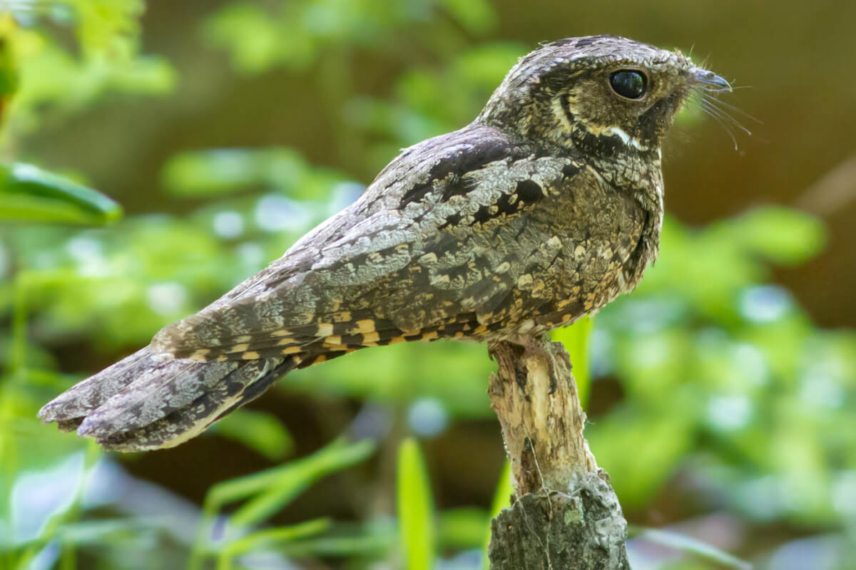 Whip-poor-will – Allen The Writer